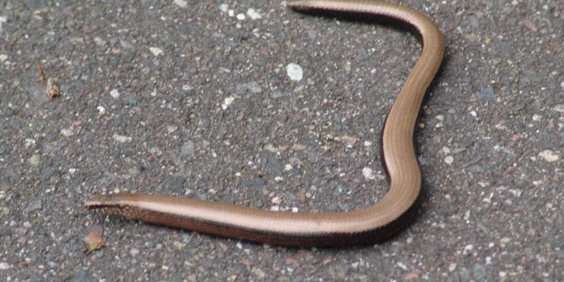 Exoten der heimischen Natur: Echsen - outdoor-magazin.com