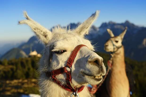 Bergtouren mit Lamas: Lamatrekking in den Alpen - outdoor-magazin.com